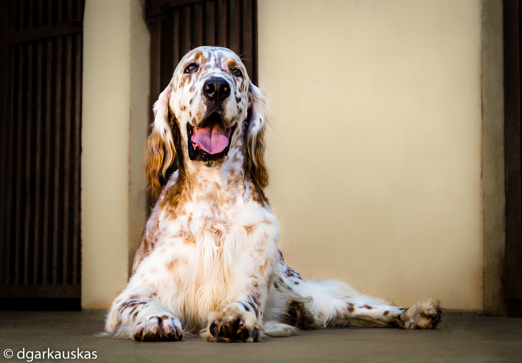 סטר אנגלי - English Setter - כלבים בשירות אנשים